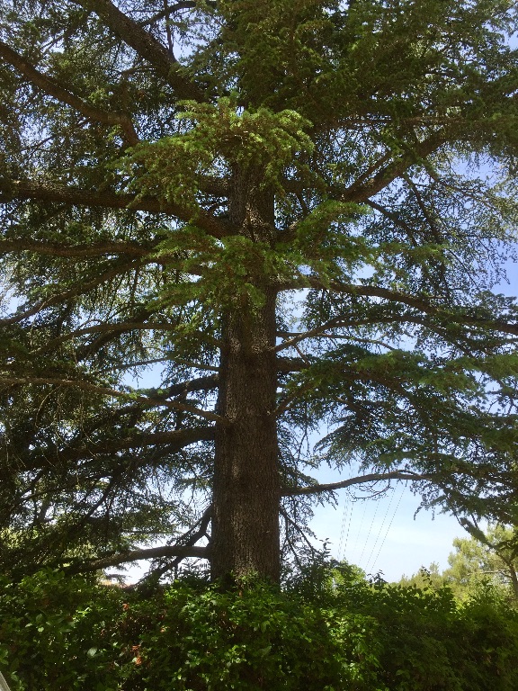 La cabane du cèdre- Studio dans une pinède au coeur d'Aix-en-Provence ...